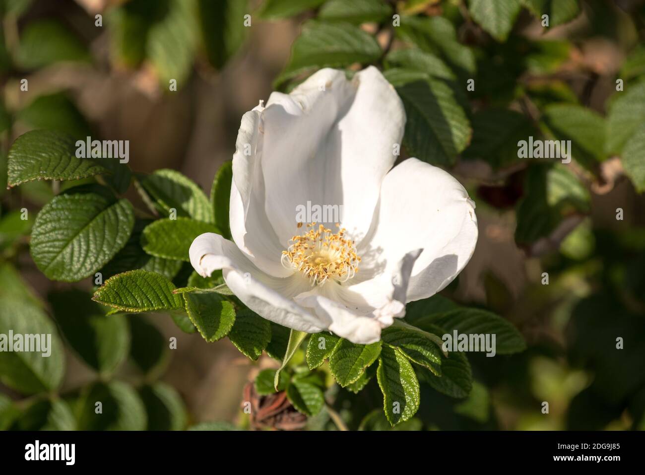 Dune rose hi-res stock photography and images - Alamy