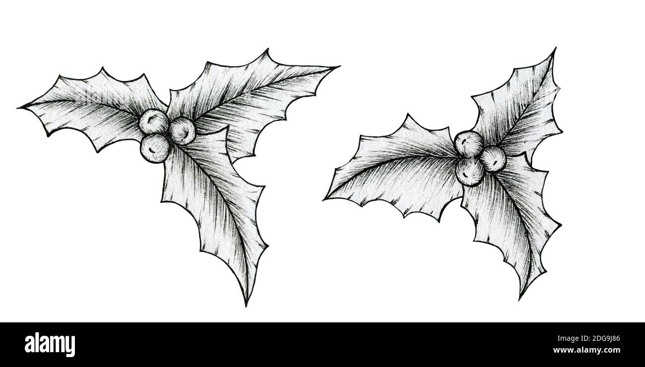 Decorative holly sketch isolated on white, hand drawn holly branches ...