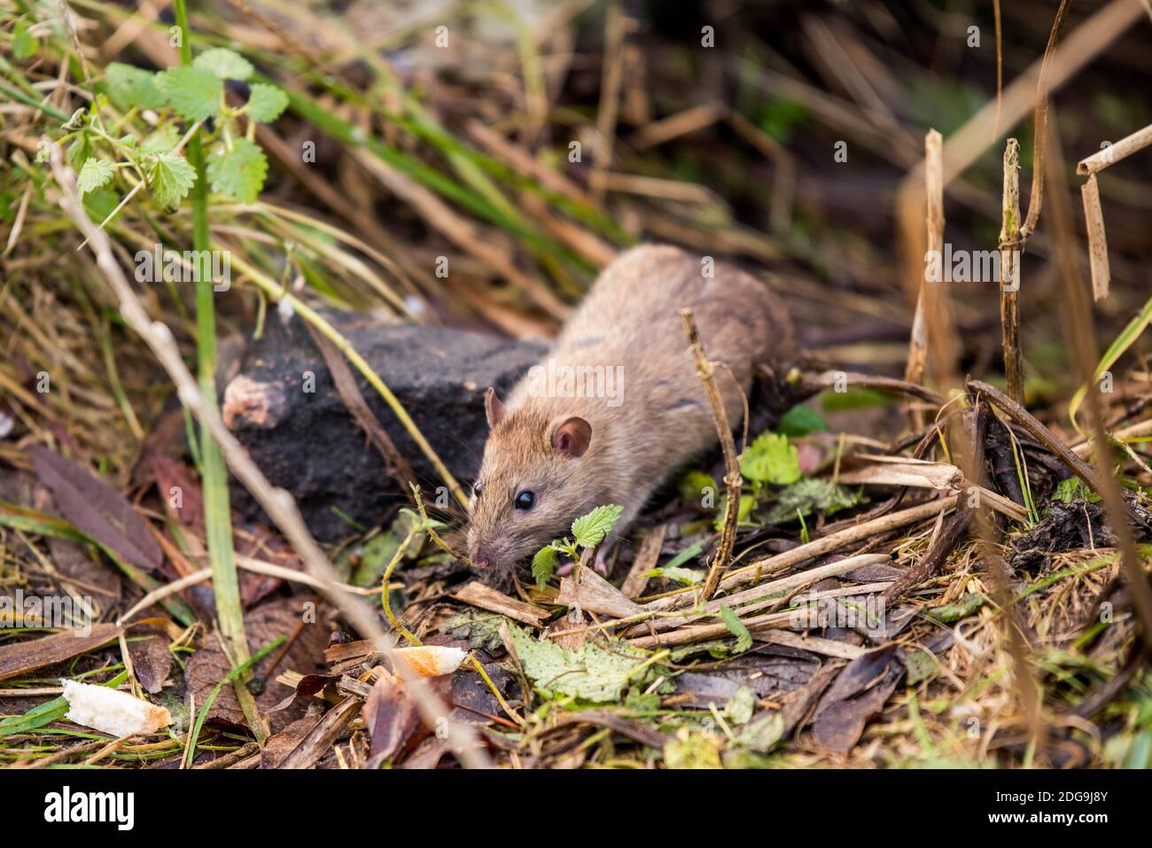 Wild rat eating a piece of bread outside Stock Photo - Alamy
