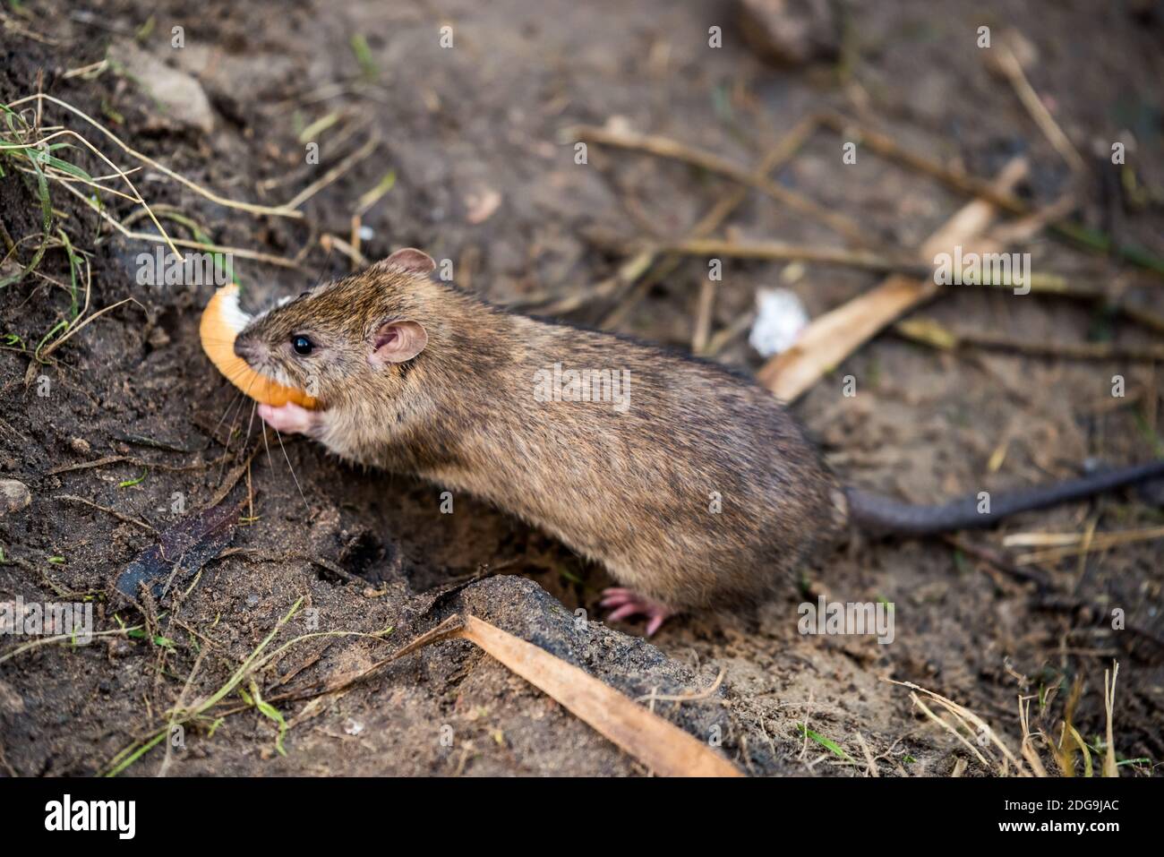 Wild rat eating a piece of bread outside Stock Photo - Alamy