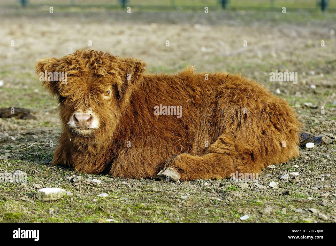 Schottisches Hochlandrind, Highland Cattle, Jungtier, Galloways Stock ...
