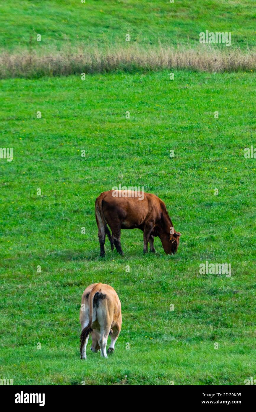 flock of aubrac cows in pasture Stock Photo - Alamy
