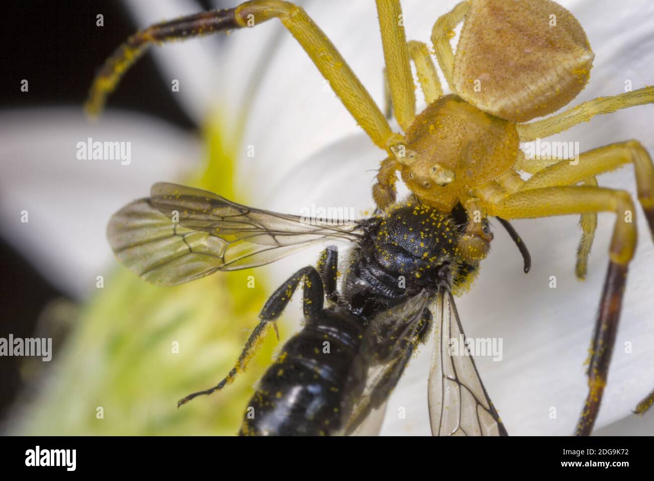 Bug hunt hi-res stock photography and images - Alamy