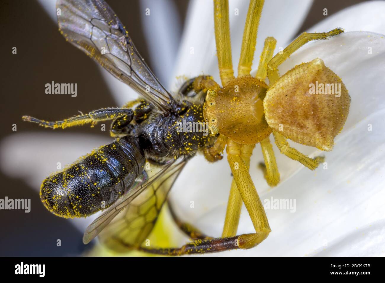 Bug hunt hi-res stock photography and images - Alamy