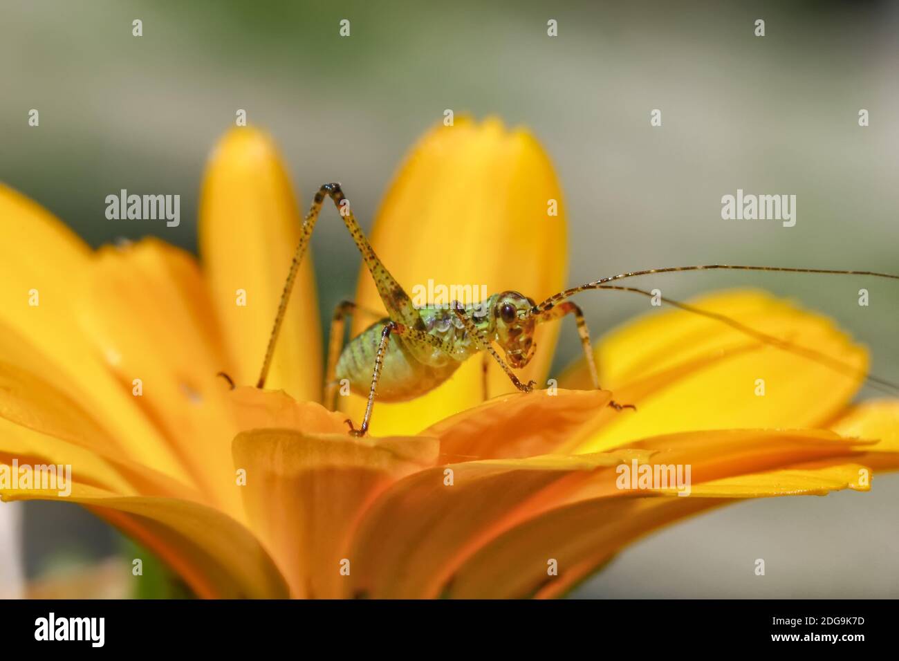 Small green grasshopper Stock Photo - Alamy
