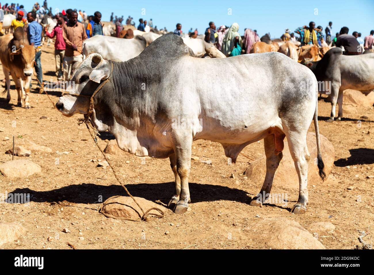 Raw meat in ethiopia hi-res stock photography and images - Alamy