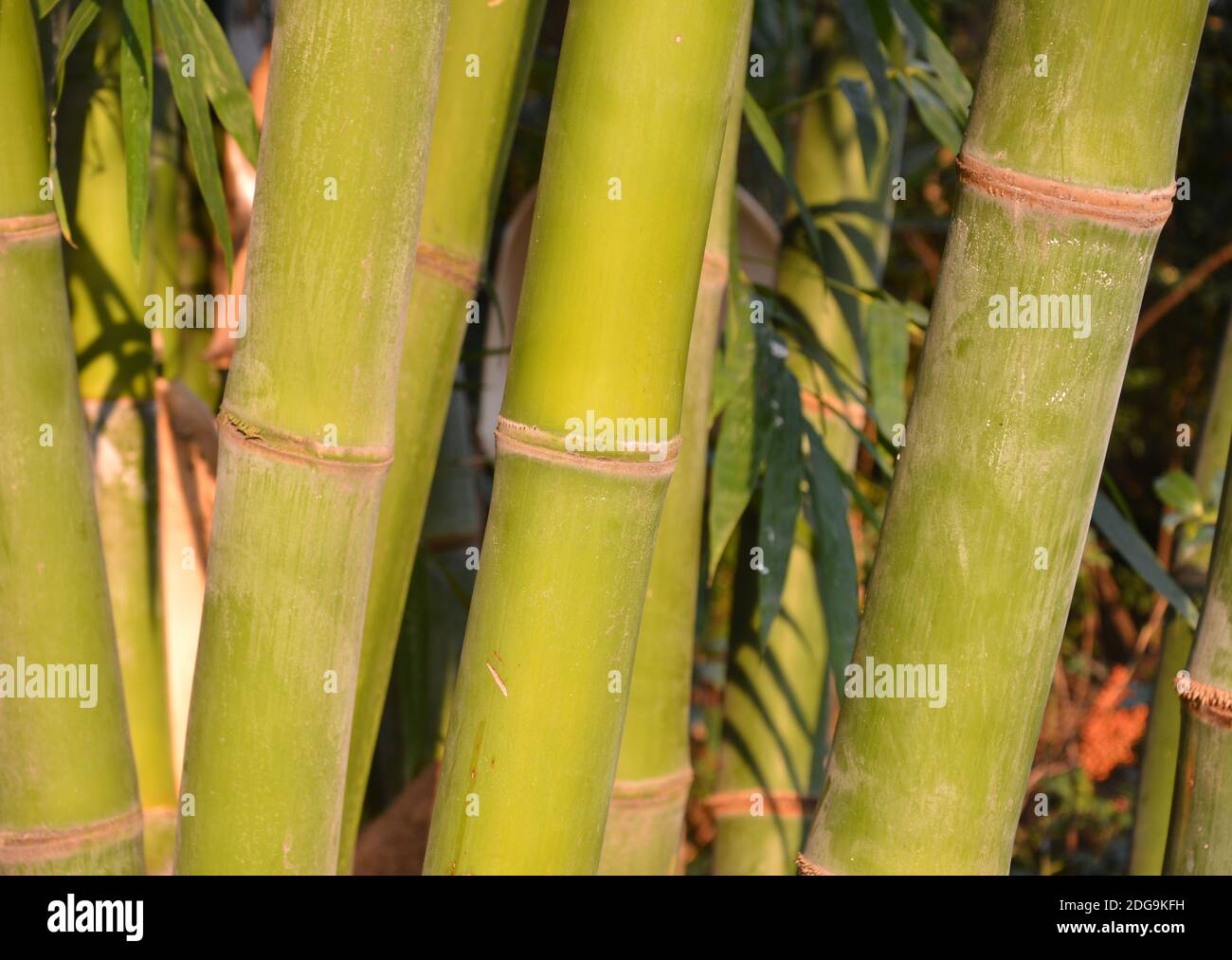 groups of green bamboo stems in the sunny afternoon in the garden Stock ...