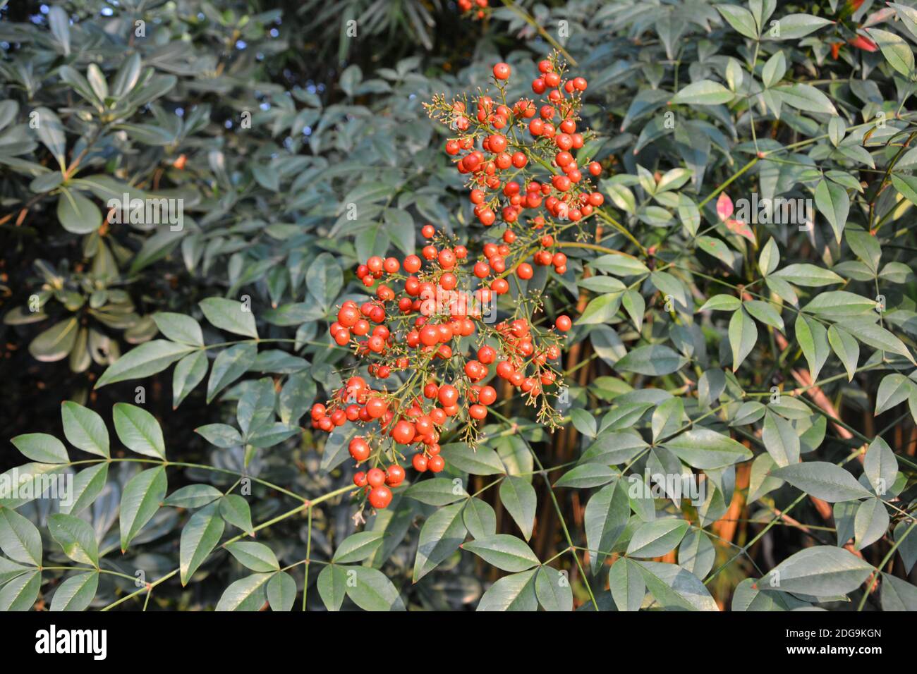Red color cluster hi-res stock photography and images - Alamy
