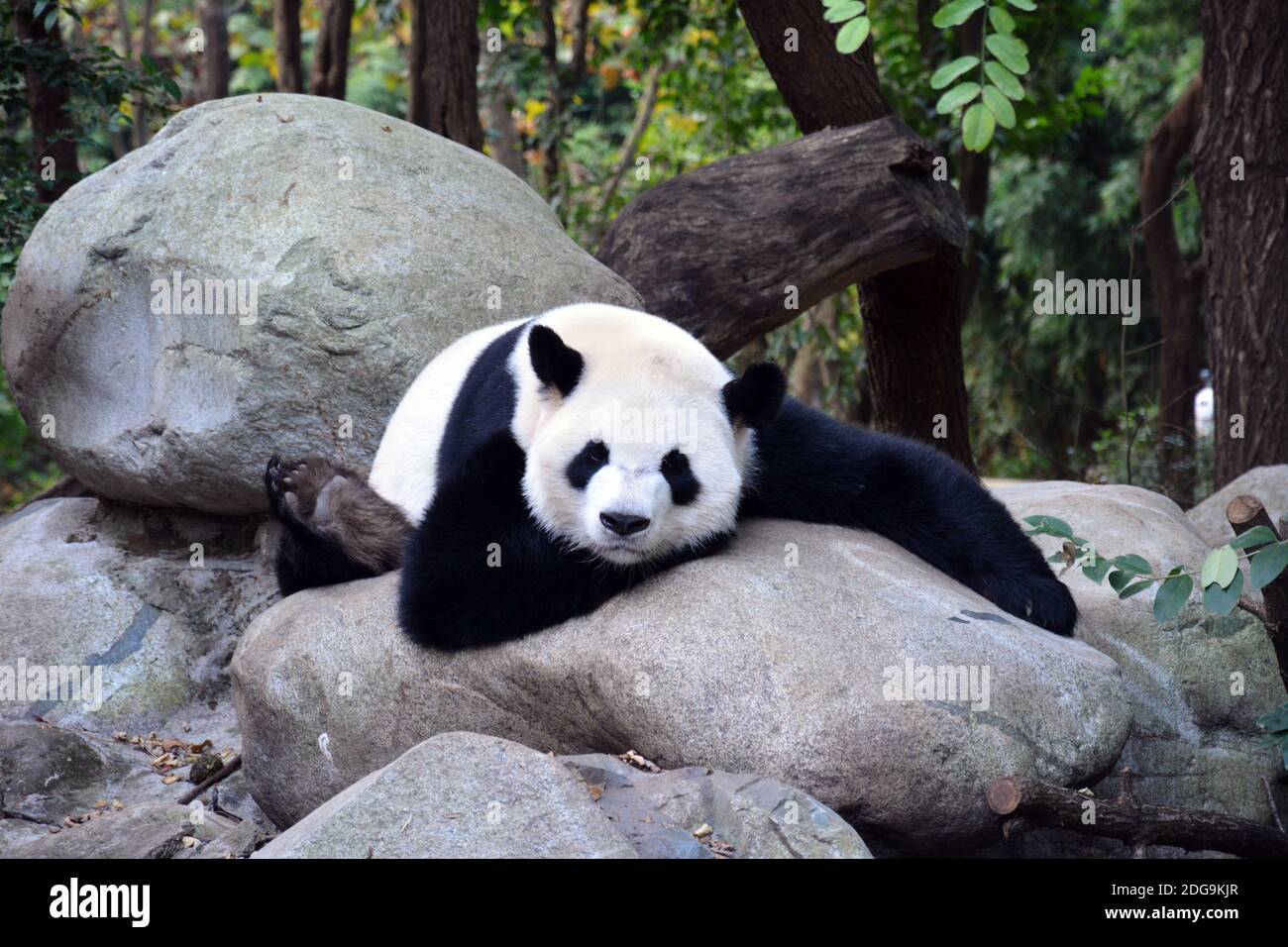 a big giant panda take snap on the big rock in Chengdu of China Stock ...