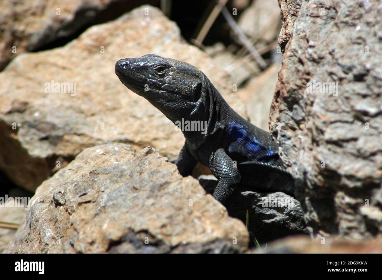 West Canaries male lizard Gallotia galloti native to the Canary Islands ...