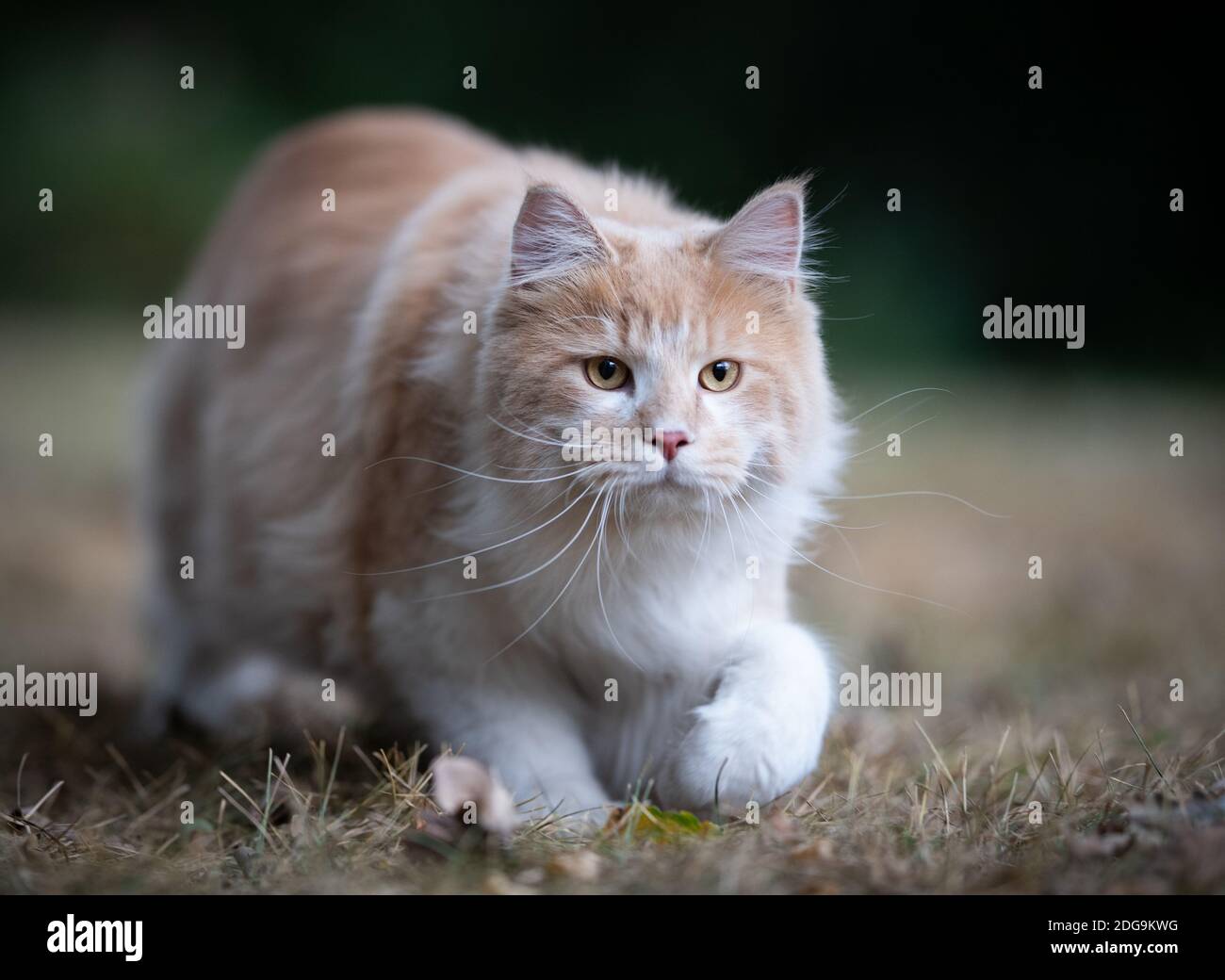 young cream tabby white ginger maine coon cat hunting outdoors in ...