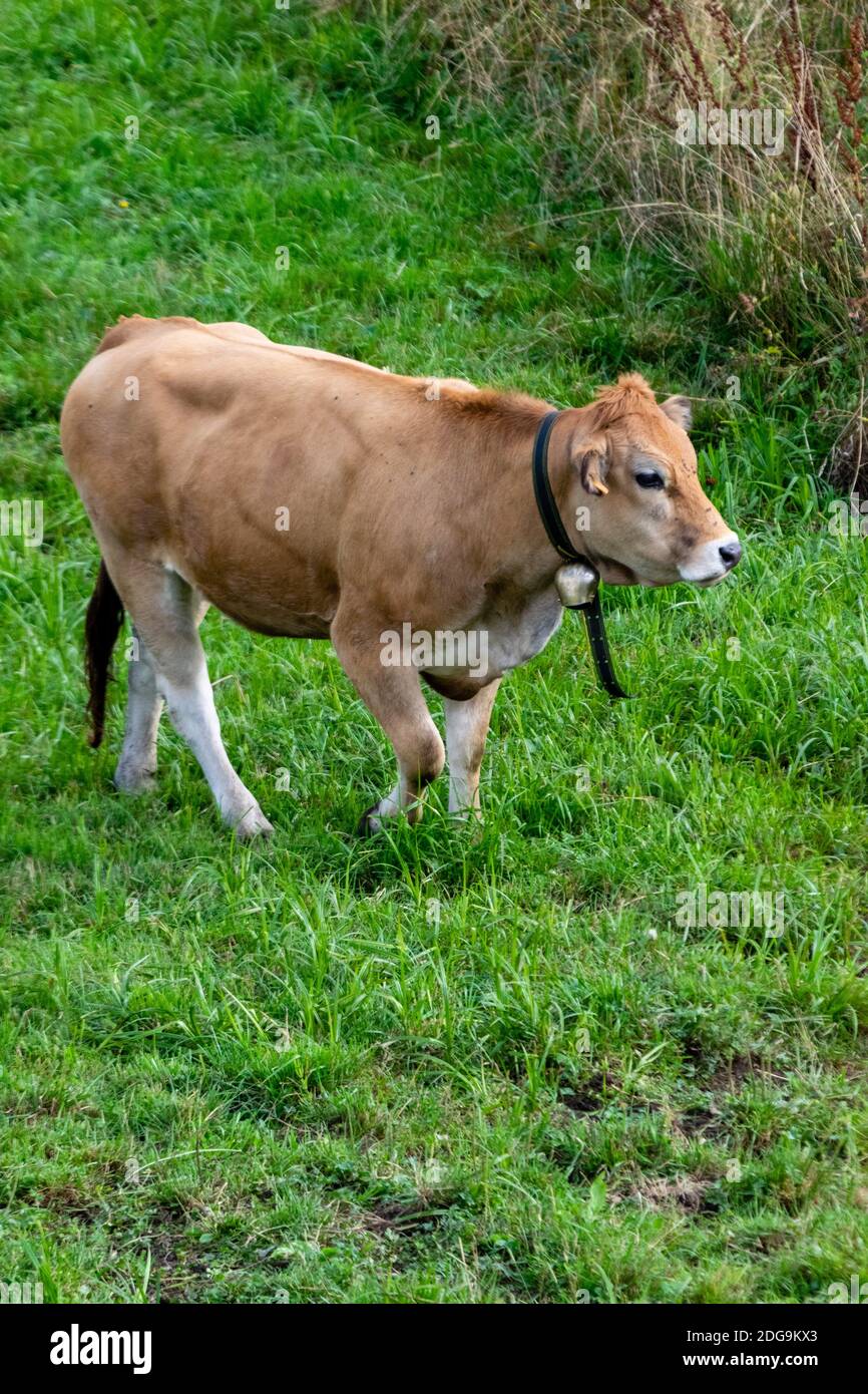portrait of aubrac cow in pasture Stock Photo - Alamy