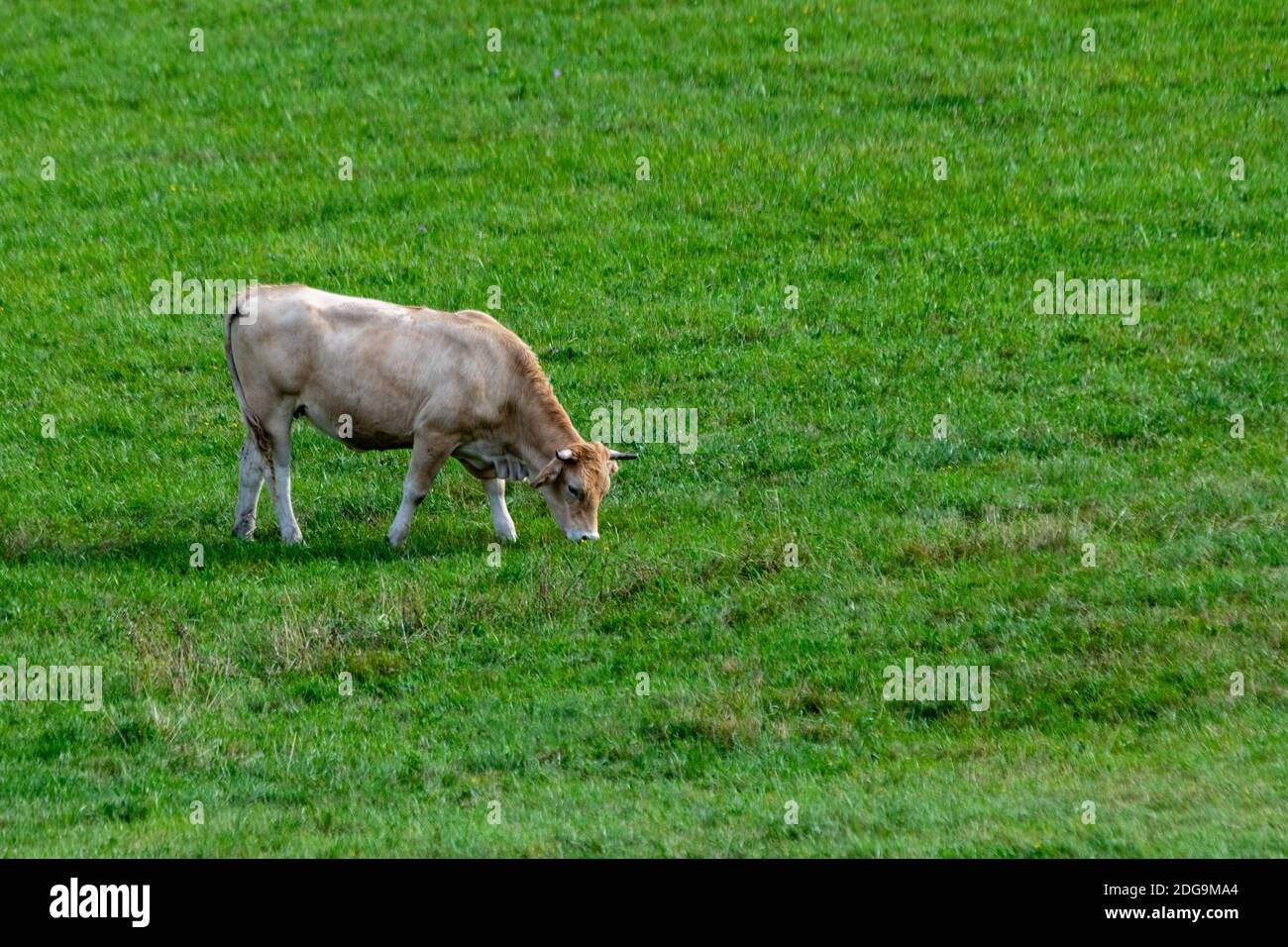 Aubrac beef cow in hi-res stock photography and images - Alamy