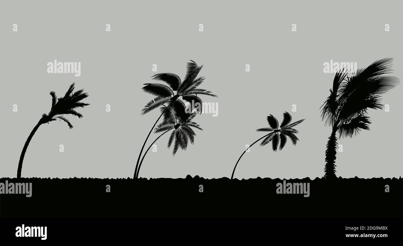 Palm trees during storm and hurricane. Leaves fly across the sky from a ...