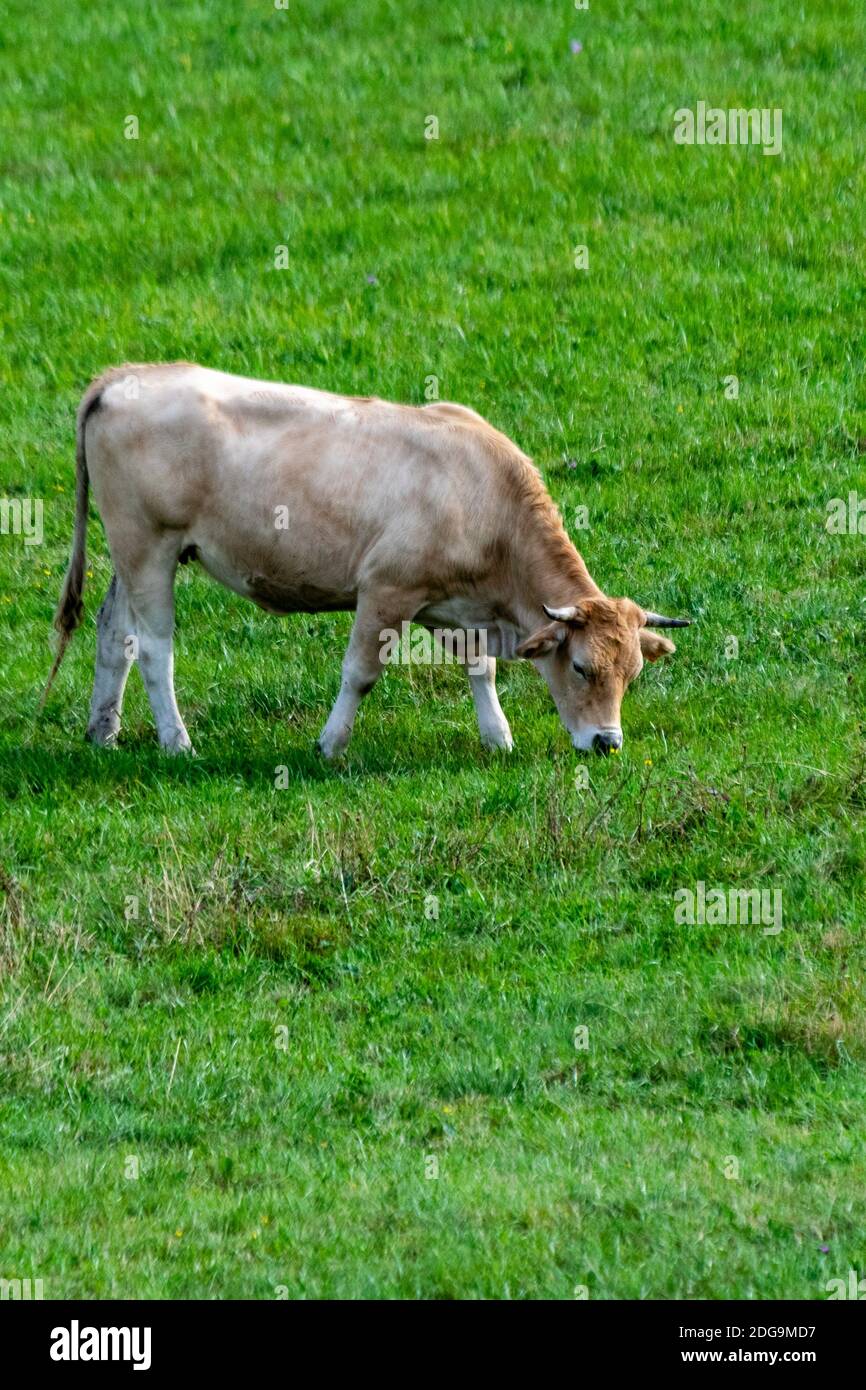 portrait of aubrac cow in pasture Stock Photo - Alamy