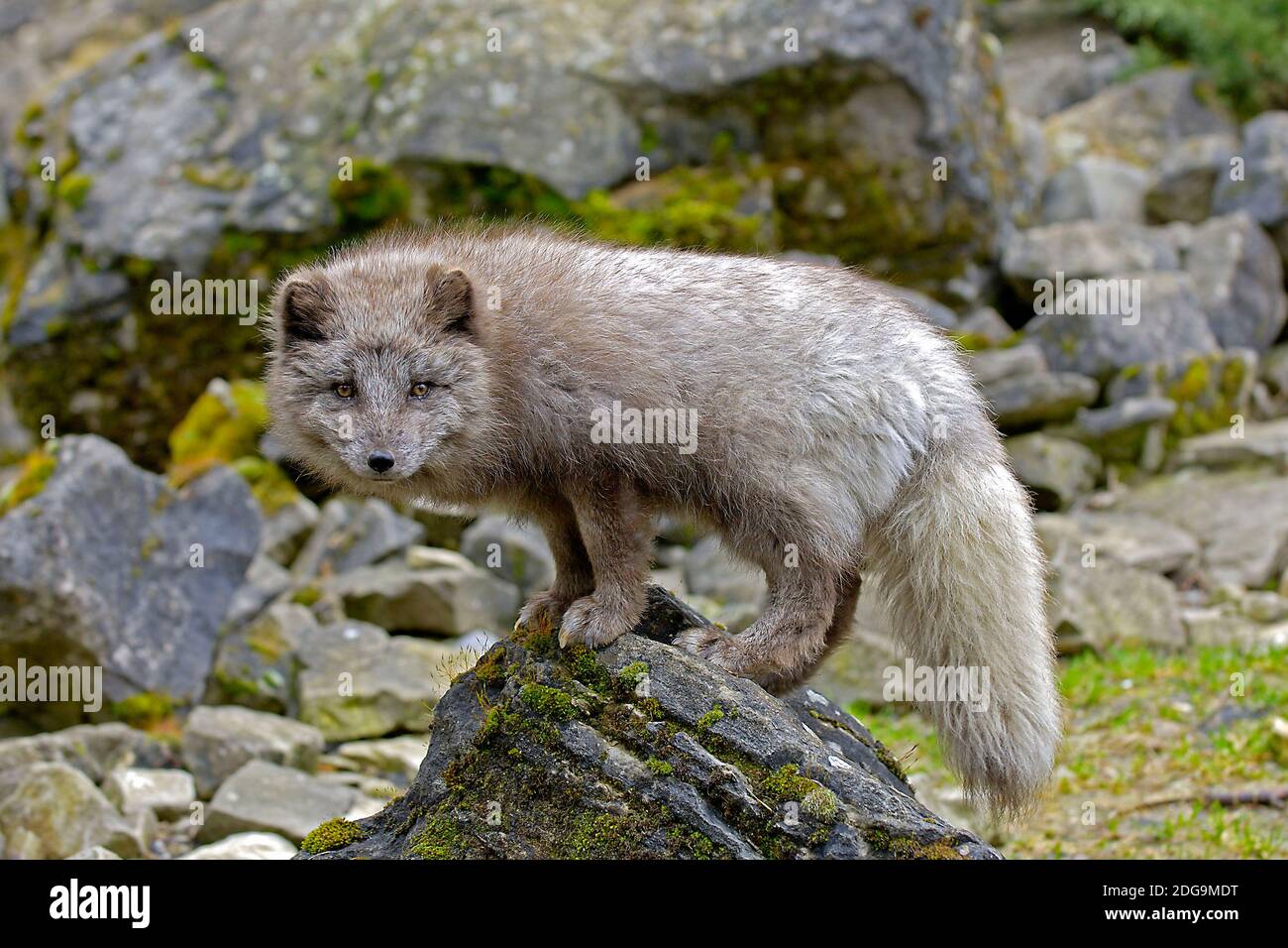 Eisfuchs, (Alopex lagopus Stock Photo - Alamy
