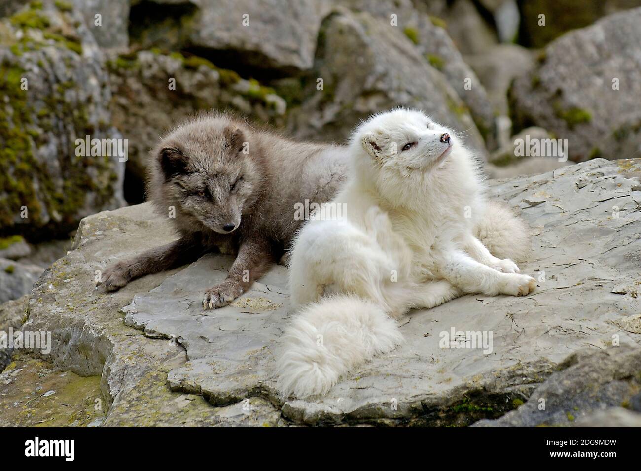 Eisfüchsem, Eisfuchs, (Alopex lagopus Stock Photo - Alamy