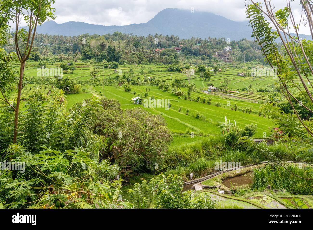 Young rice growing on terraces. Rural landscape. Tabanan, Bali ...