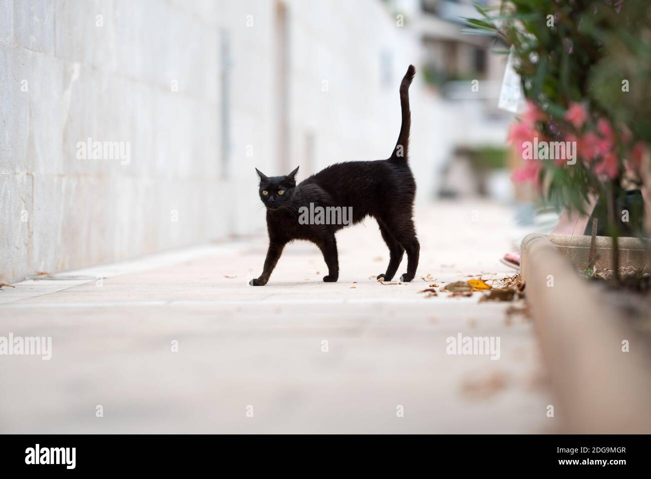 beautiful black stray cat walking on sidewalk in the city center of ...