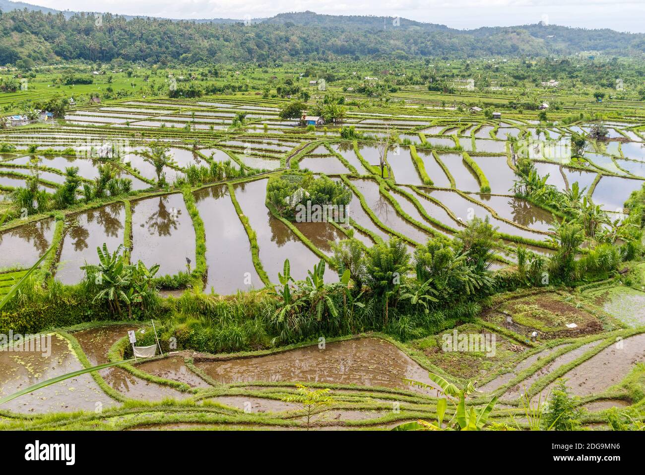 Young rice growing on terraces. Rural landscape. Tabanan, Bali ...