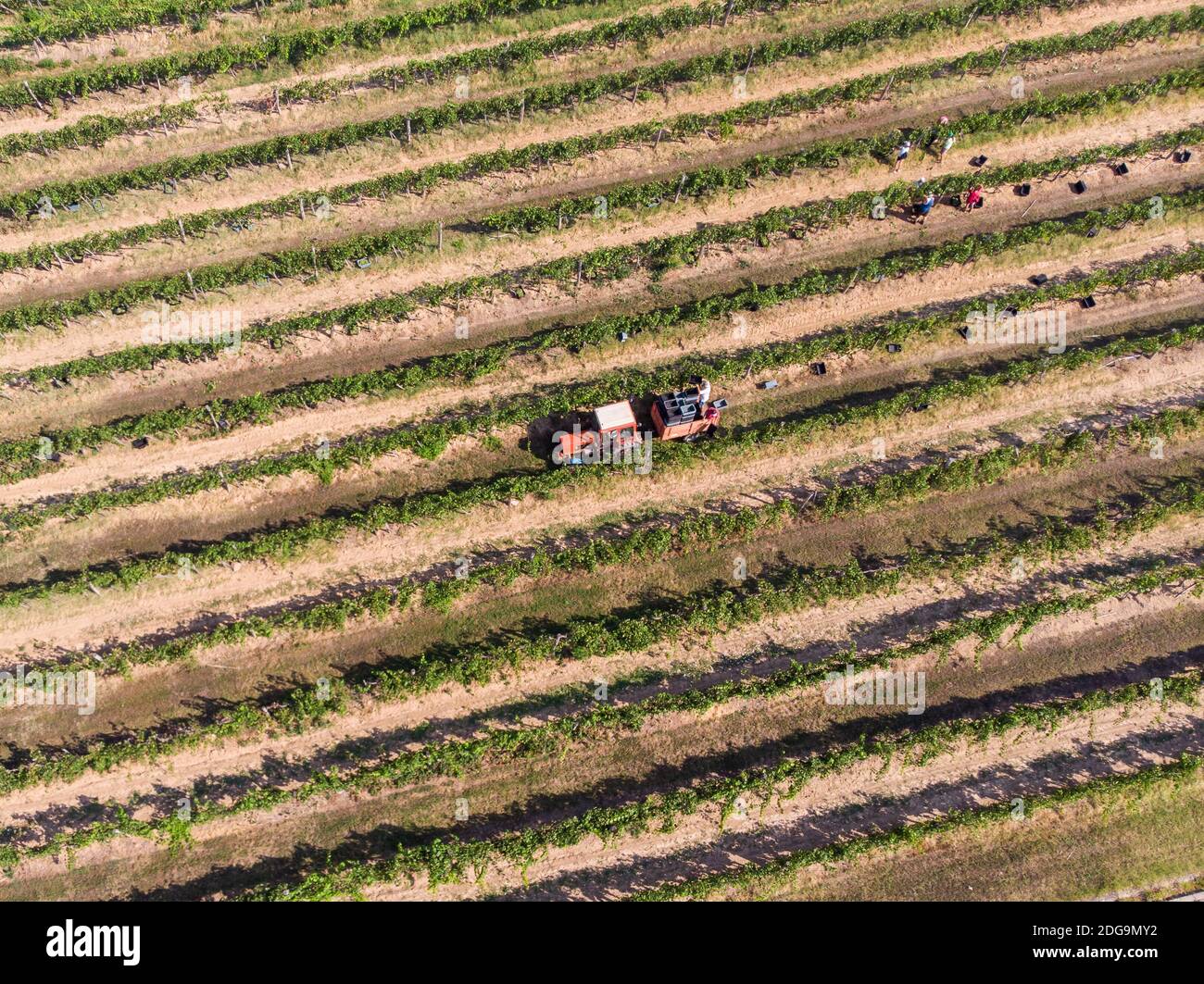 Vineyard grape harvest tractor aerial hi-res stock photography and ...