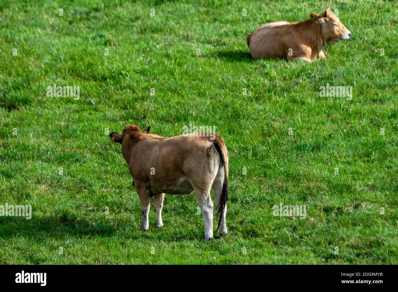 flock of aubrac cows in pasture Stock Photo - Alamy