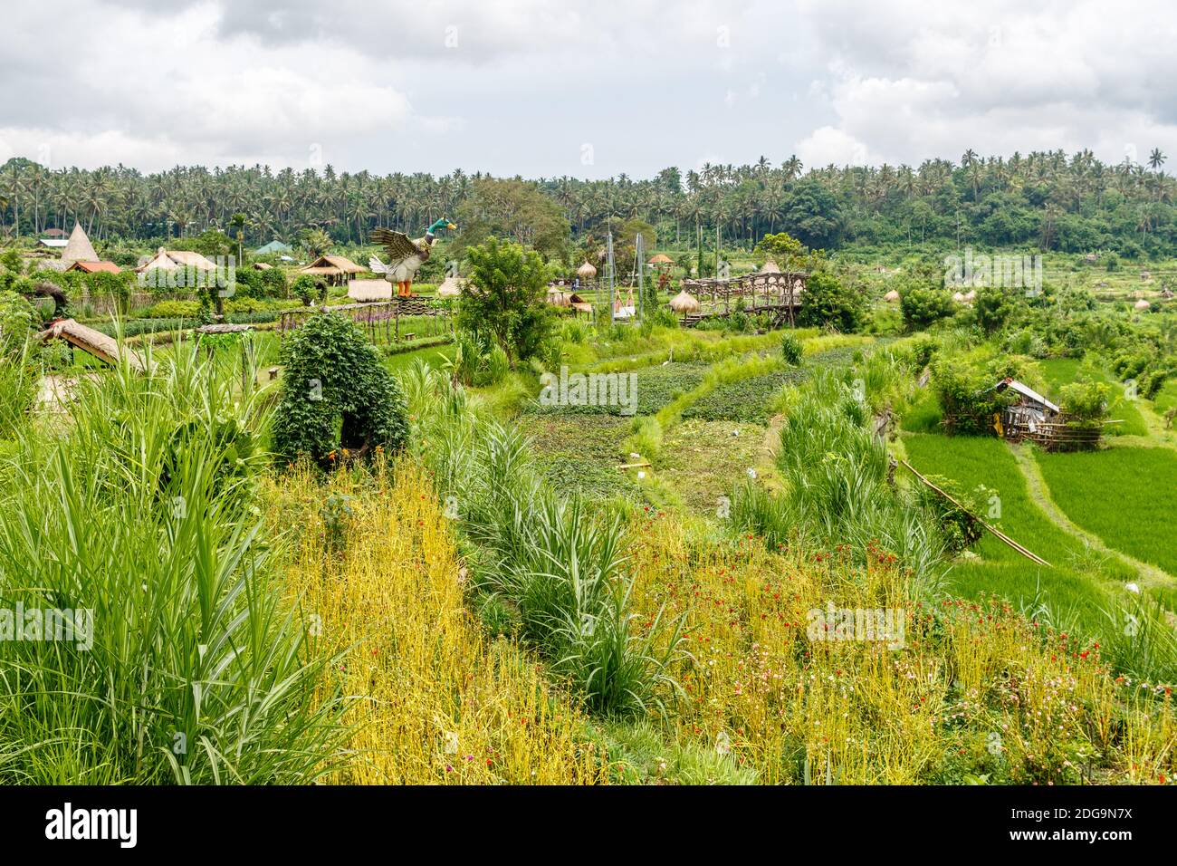 Young rice growing on terraces. Rural landscape. Tabanan, Bali ...