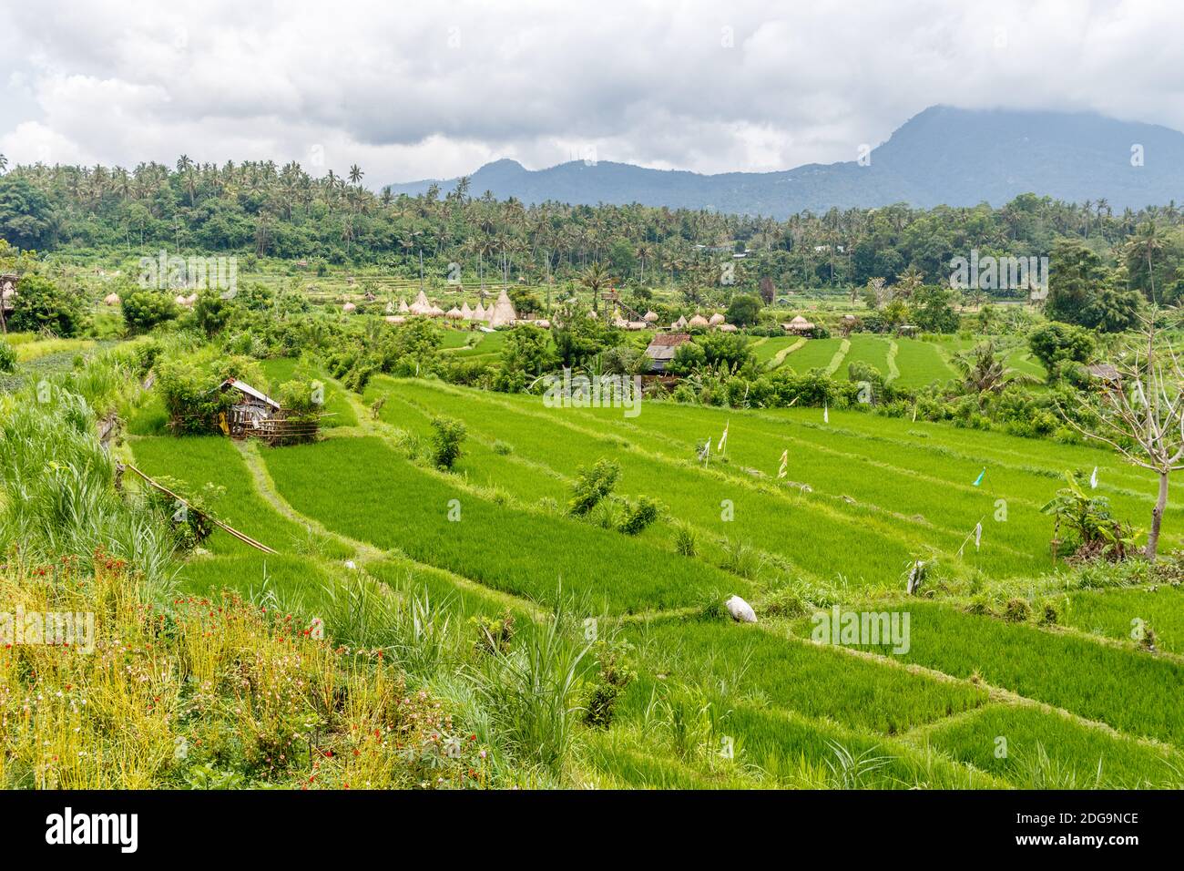 Young rice growing on terraces. Rural landscape. Tabanan, Bali ...