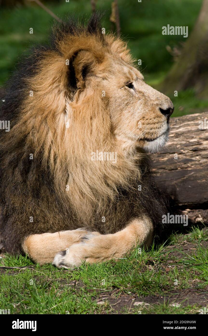 Male Lion Sitting On The Ground With Paws Crossed Stock Photo - Alamy