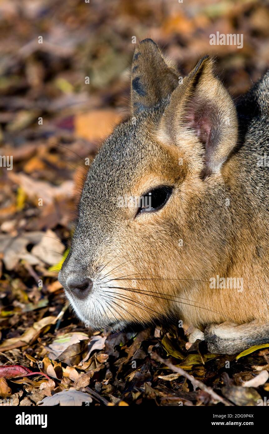 Patagonian Mara Close Up Stock Photo - Alamy