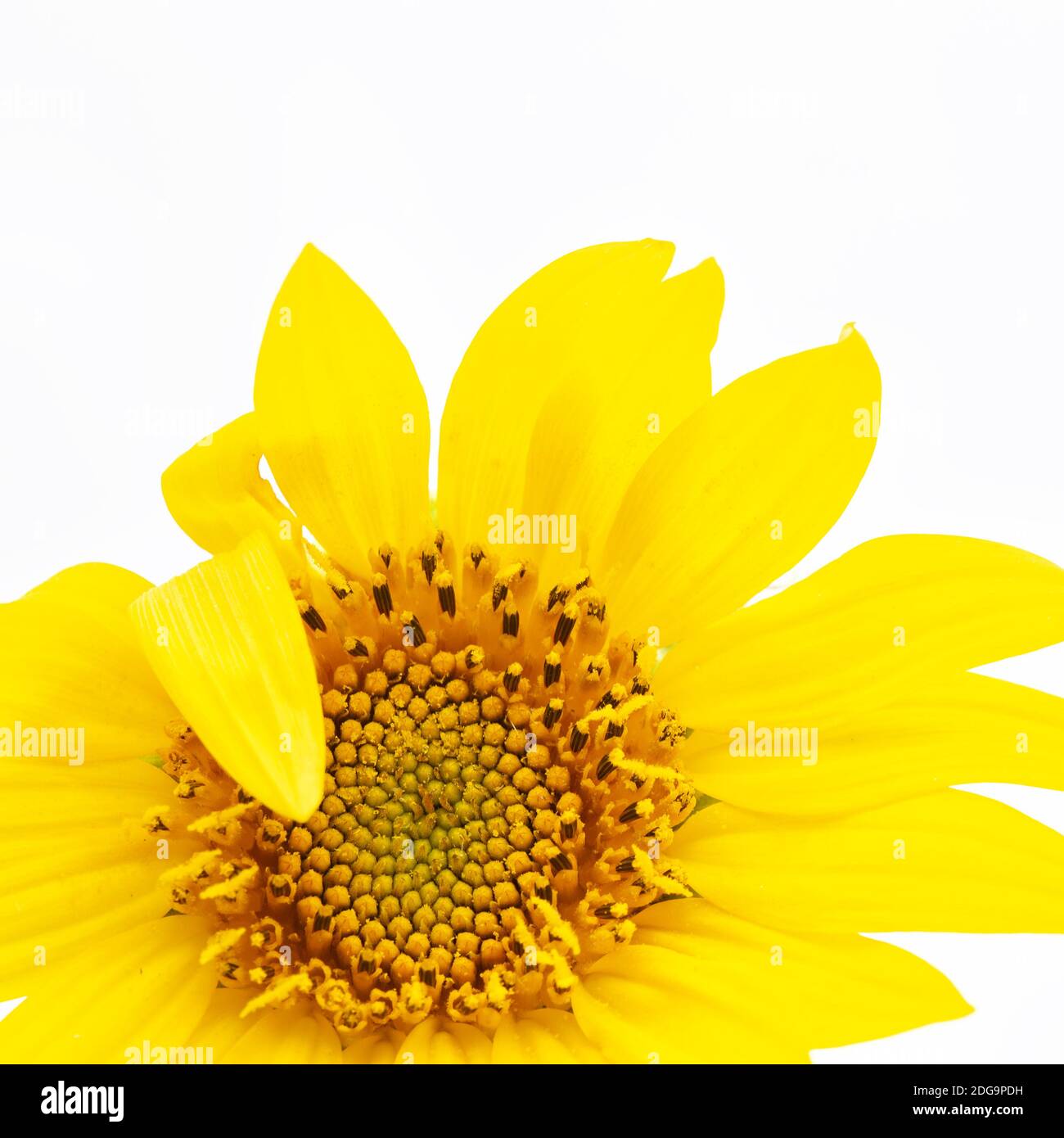 Blurred sunflower in the white light and empty space background Stock ...