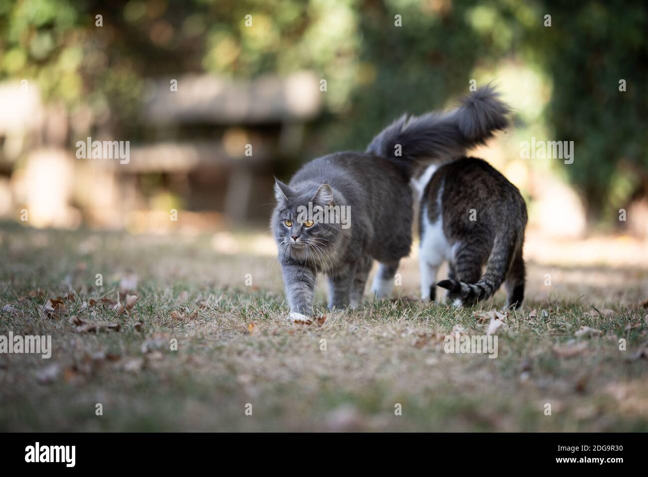 two cats outdoors in back yard walking past each other on a sunny day ...