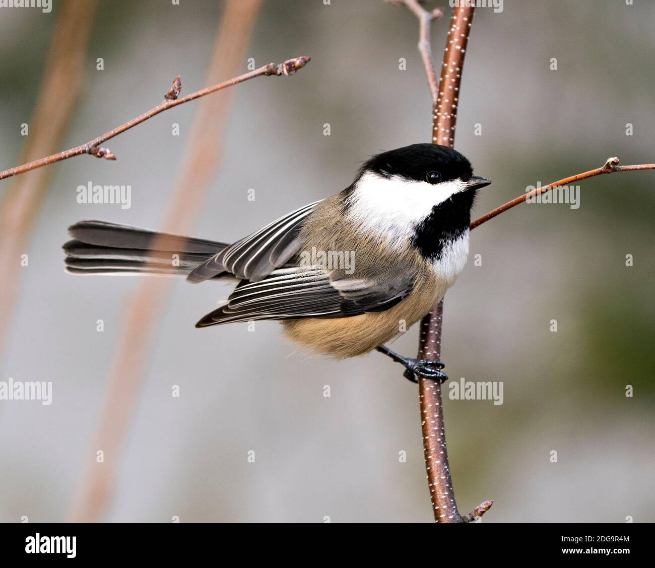 Chickadee close-up profile view on a tree branch with a blur background ...