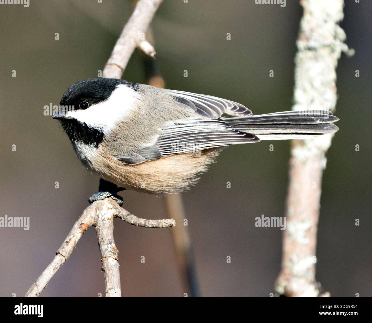 Chickadee close-up profile view on a tree branch with a blur background ...