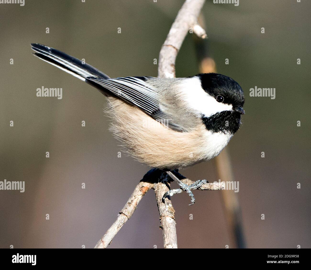 Chickadee show hi-res stock photography and images - Alamy