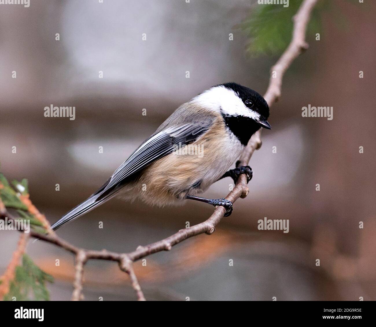 Chickadee close-up profile view on a tree branch with a blur background ...