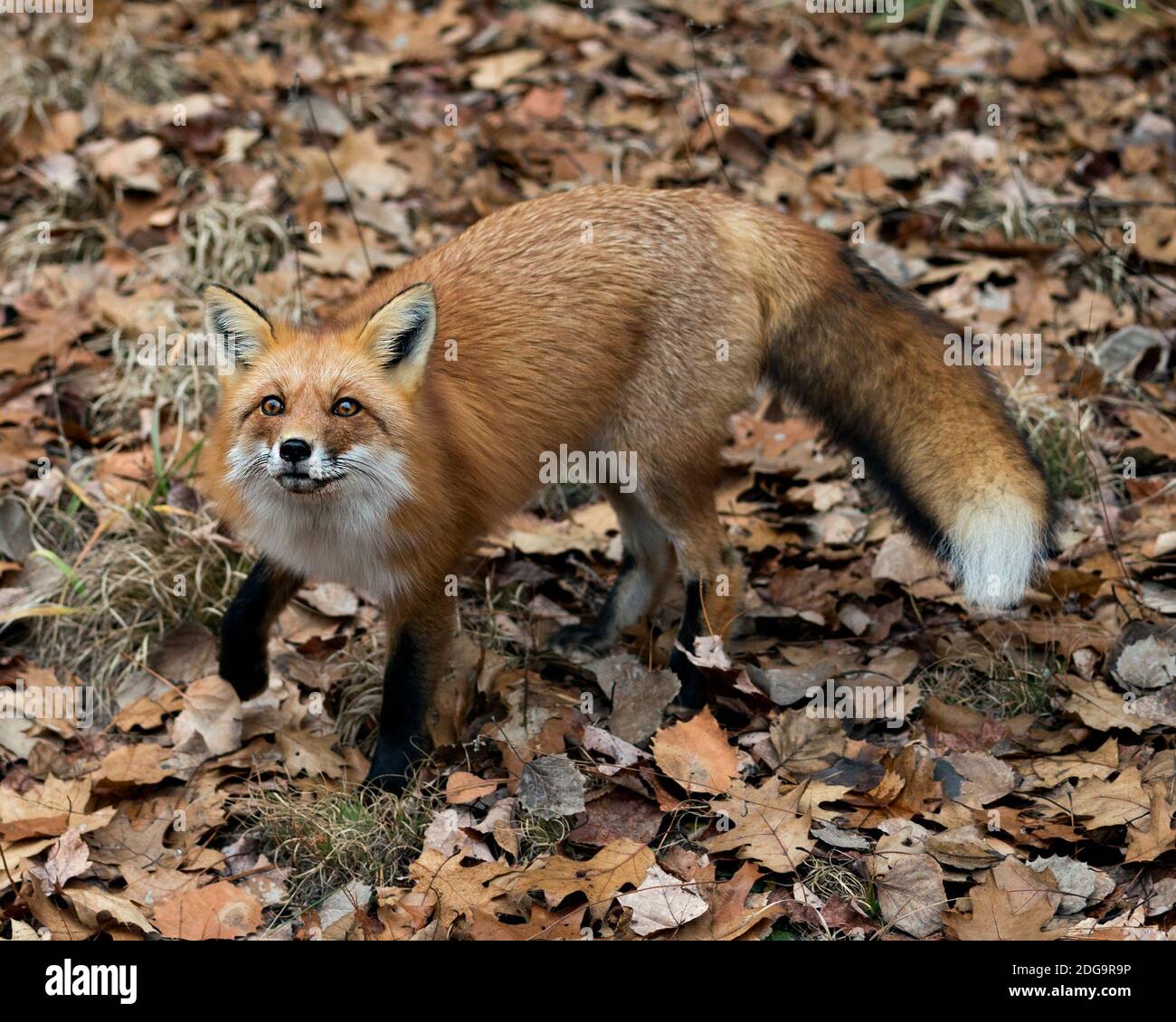 Red fox fur industry image hi-res stock photography and images - Alamy