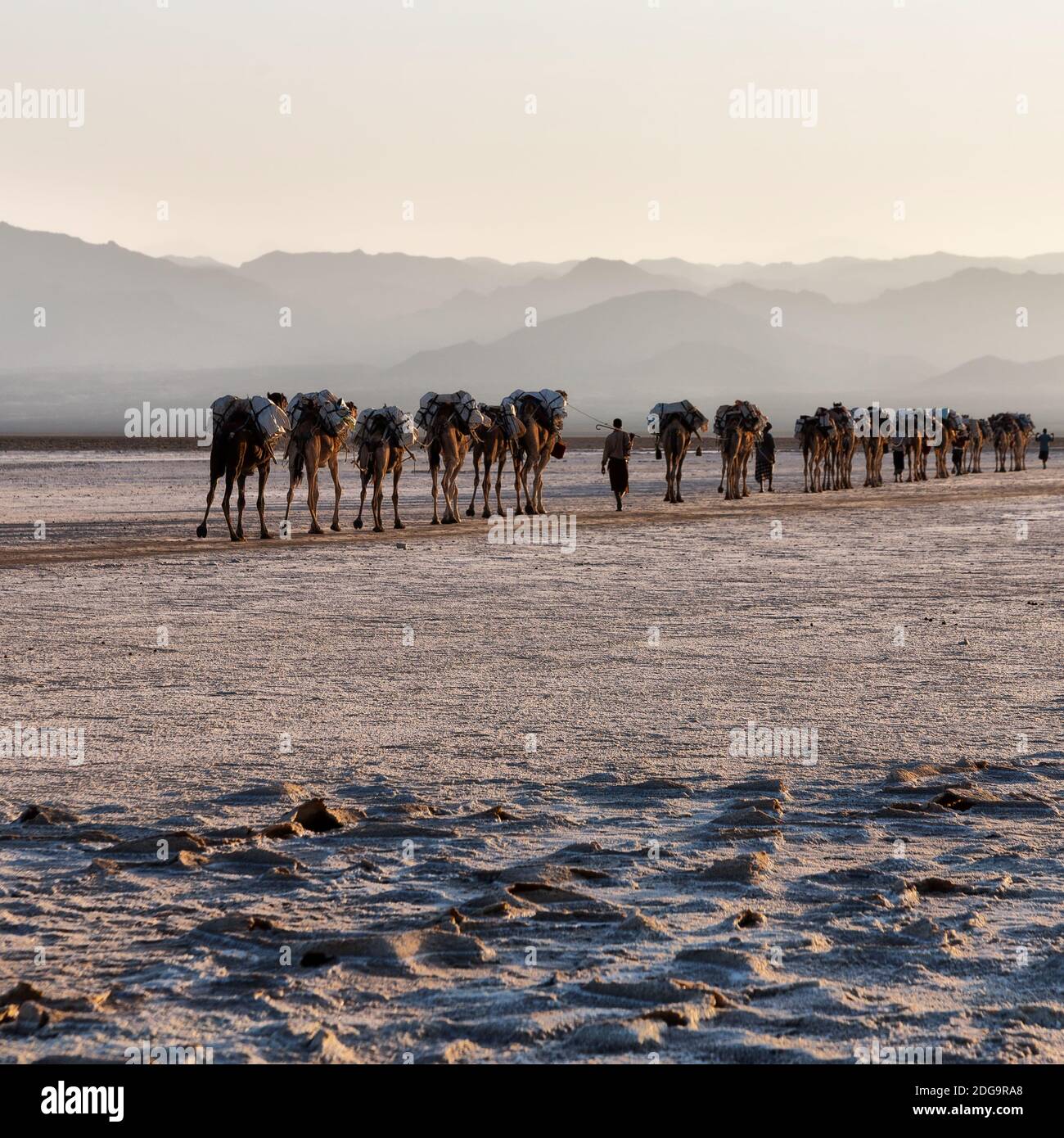 Camel caravan dallol danakil camels hi-res stock photography and images ...