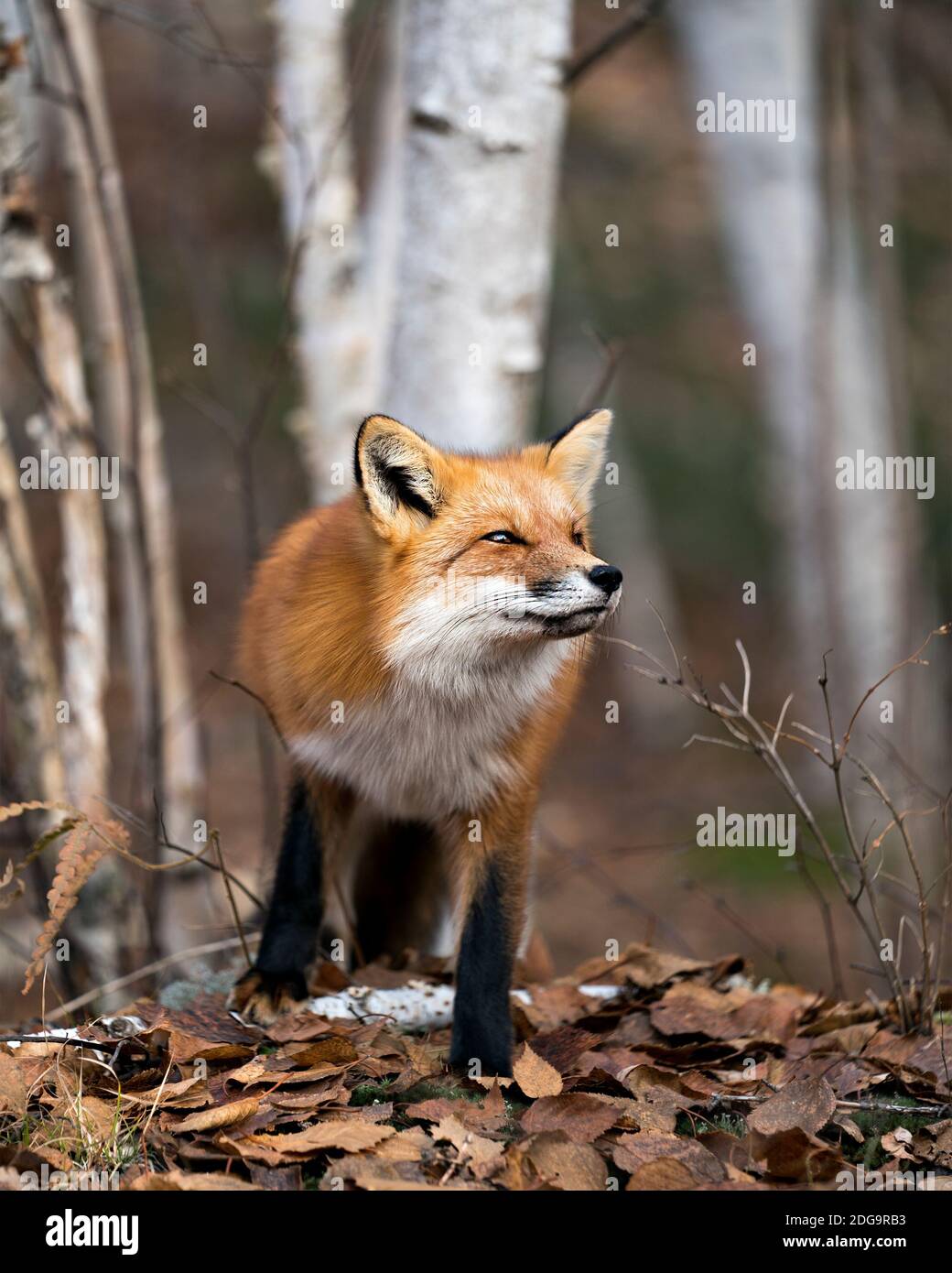 Red Fox in the forest foraging with birch tree forest background in its ...