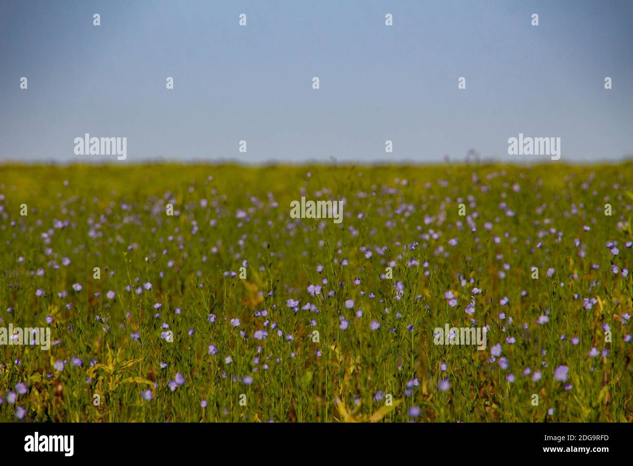 Blue flowers of common flax field, also called Linum usitatissimum ...