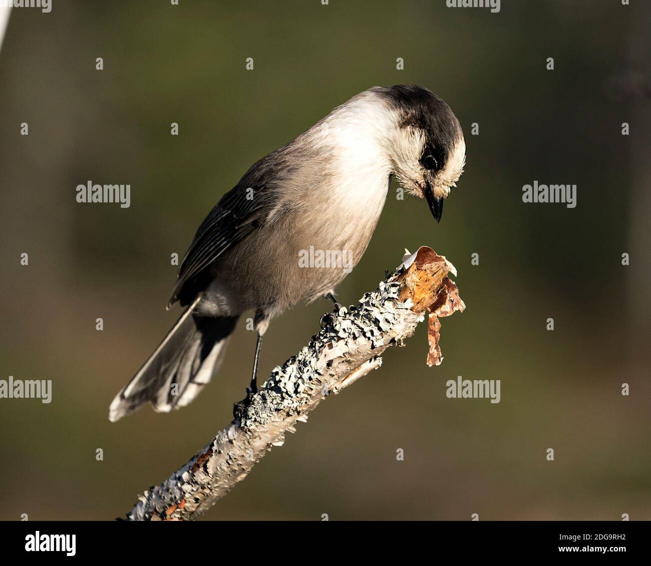 Grey jay bird stock photos hi-res stock photography and images - Alamy