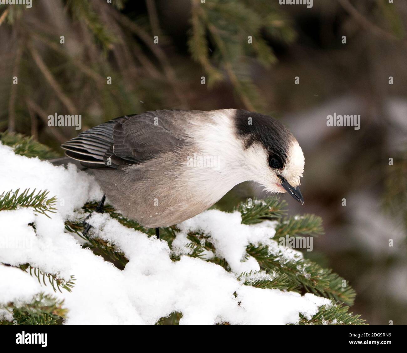 Grey Jay perched on branch with blur background in its environment and ...