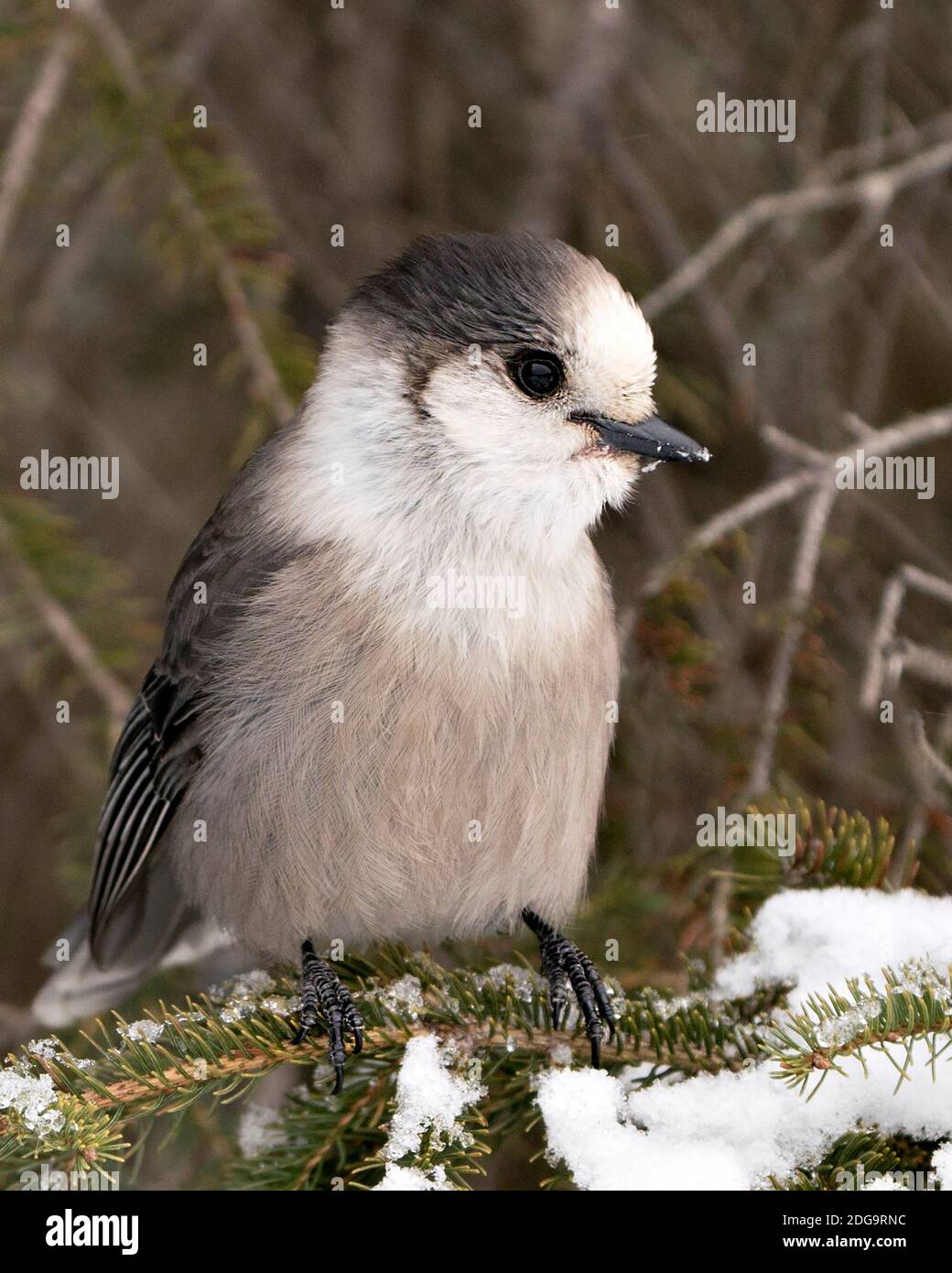 Grey Jay perched on branch with blur background in its environment and ...