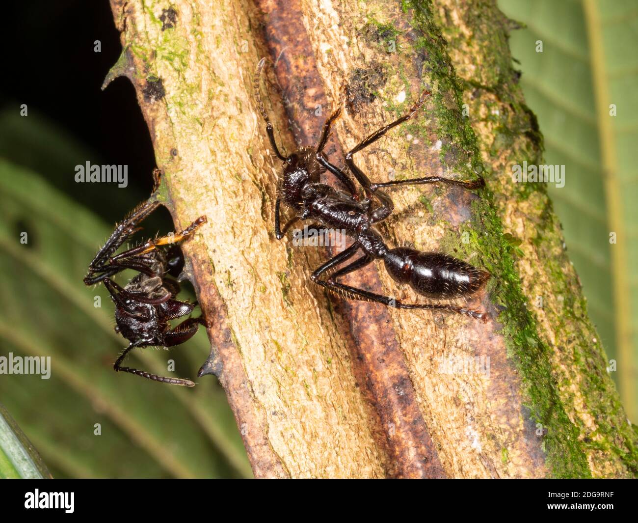 Bullet ant amazon rainforest hi-res stock photography and images - Alamy