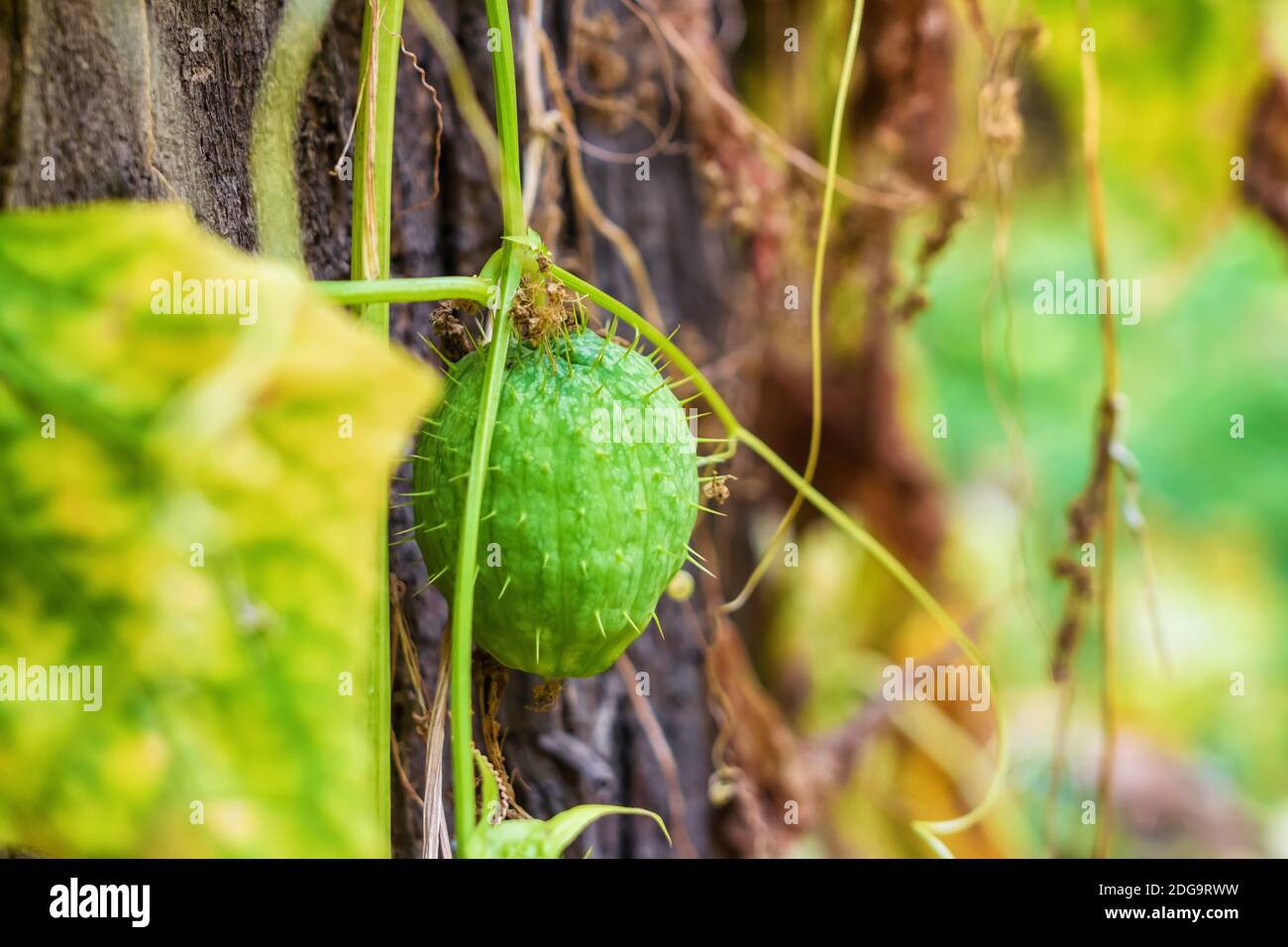 Fruits of wild cucumber grown in the forest floodplain river Stock ...