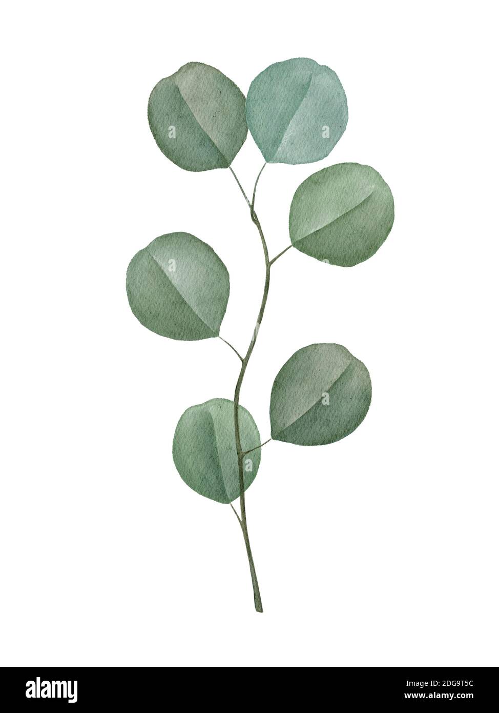 Silver dollar eucalyptus branch hi-res stock photography and images - Alamy