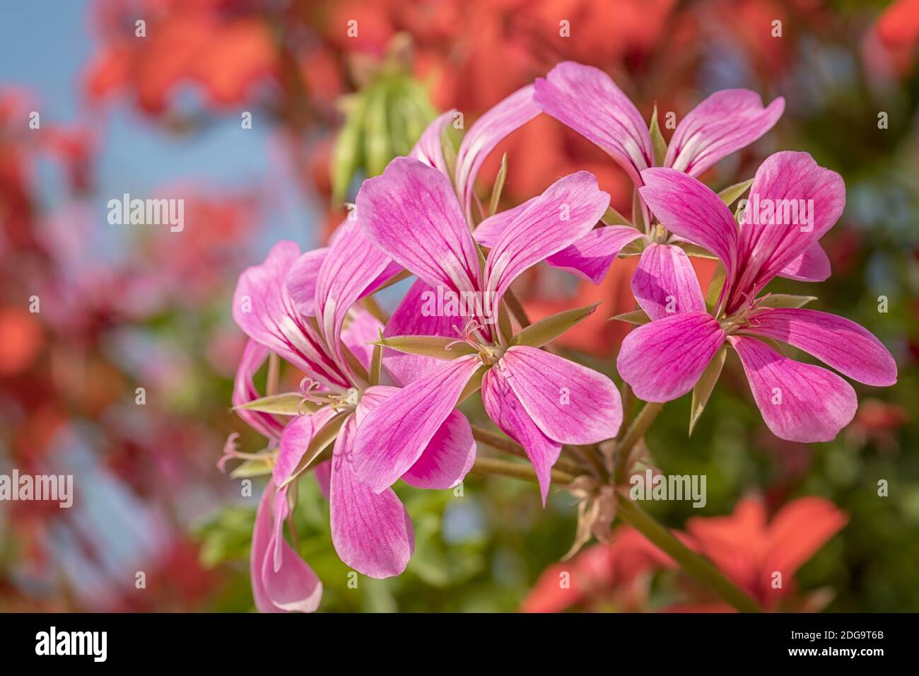 Ivy leaf geranium hi-res stock photography and images - Alamy