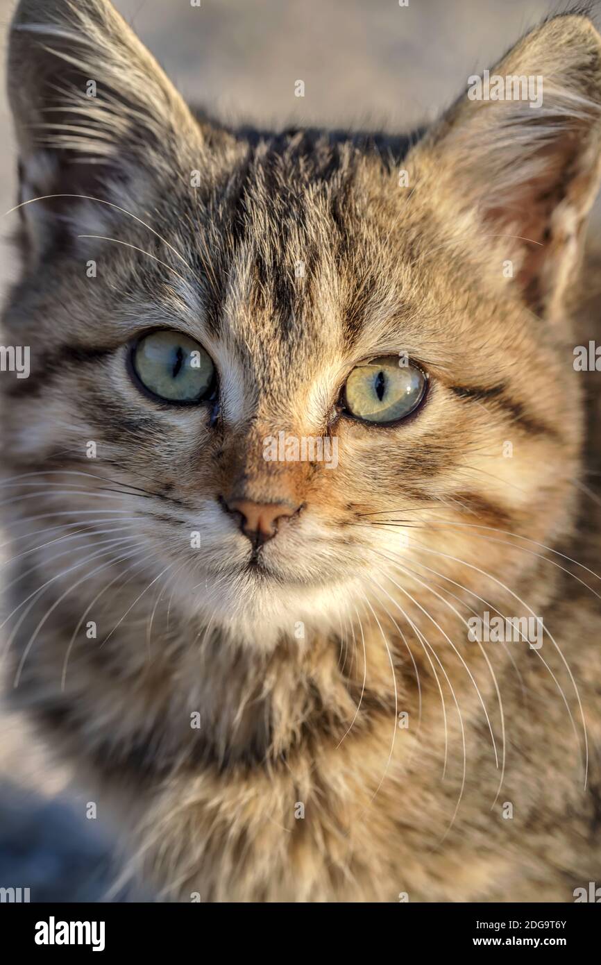 Portrait lovely kitten domestic hi-res stock photography and images - Alamy