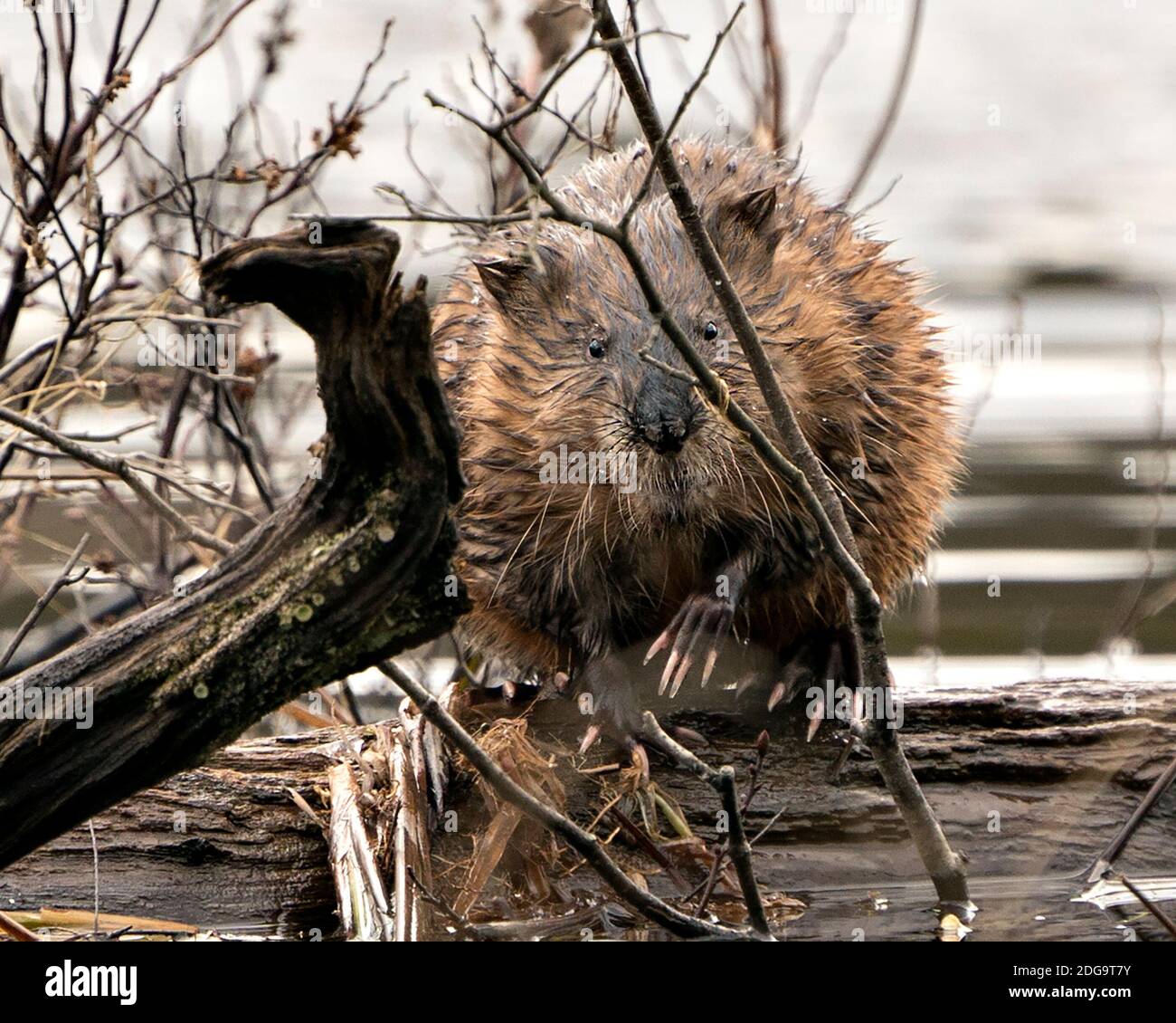 Muskrat Up Close