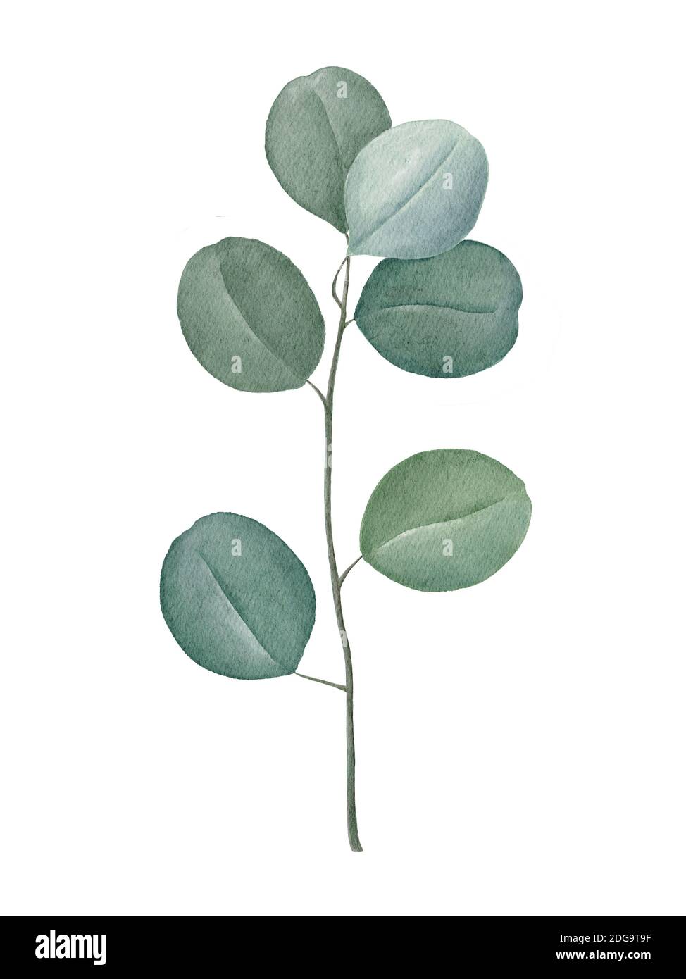 Silver dollar eucalyptus branch hi-res stock photography and images - Alamy